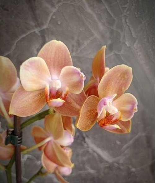Орхидея фаленопсис Brion (Брион) бабочка