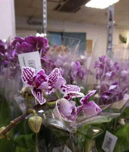 Орхидея фаленопсис Пелорик 382