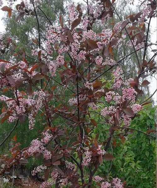 Саженцы декоративные с розовыми цветами