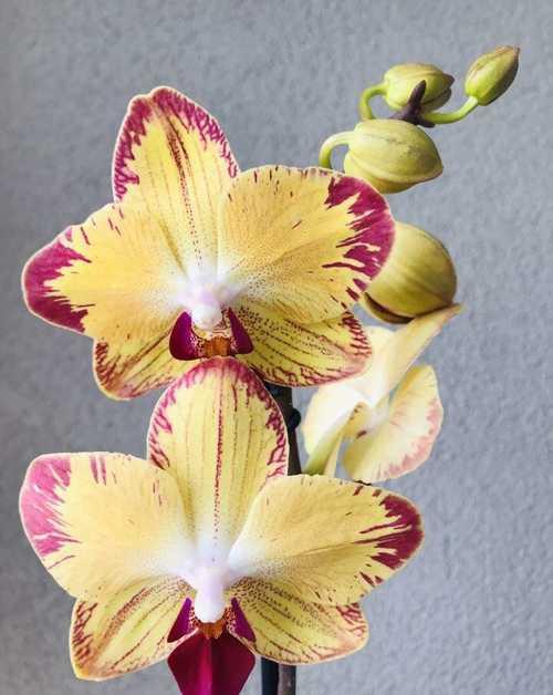 Орхидея фаленопсис, попугай
