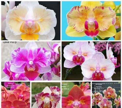 Орхидея бабочка (подростки разные)