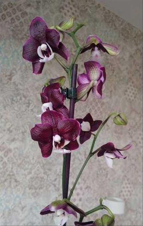 Орхидея фаленопсис цветущие Каода, Торино, Феррара