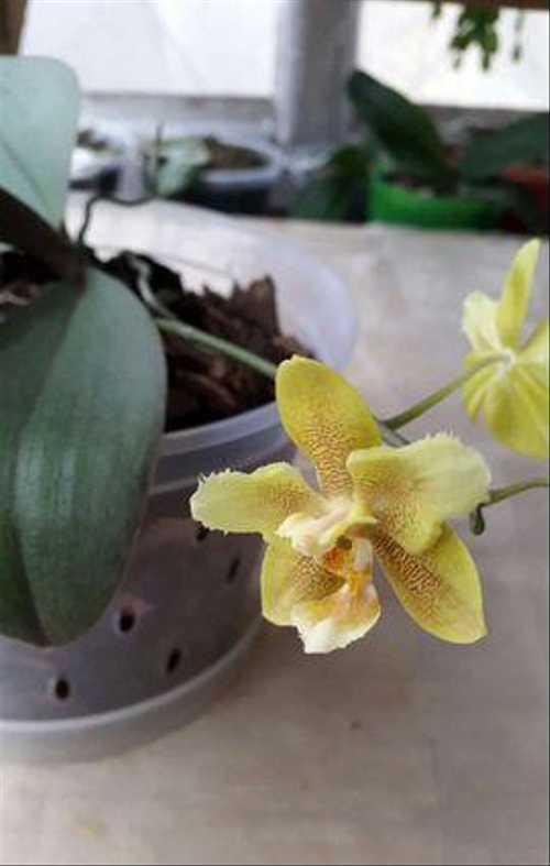 Орхидея желтый шоколад