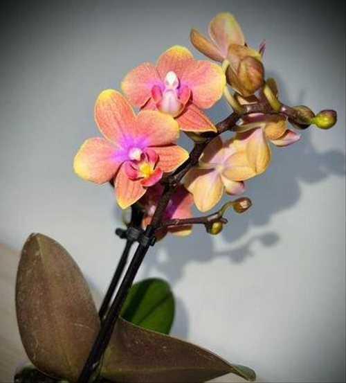 Орхидея мини дасти бель