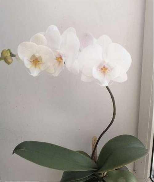 Орхидея фаленопсис биг лип Леонтин