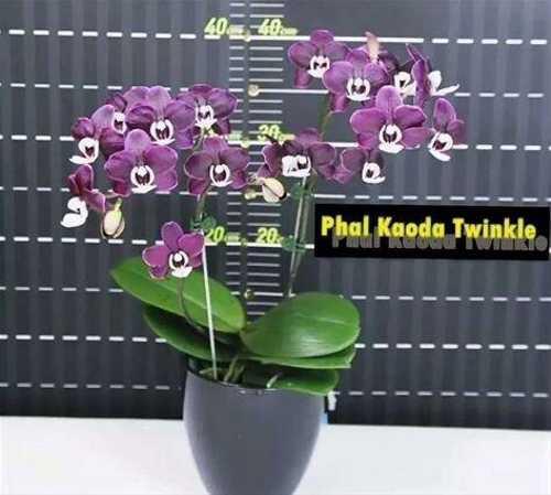 Орхидея взр Phal. Каода Твинкл в наличии