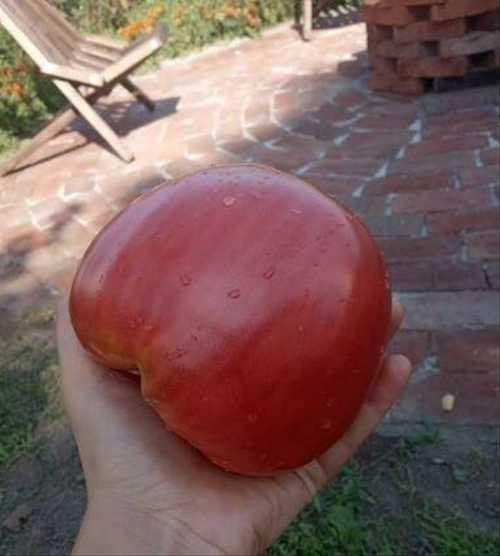Рассада помидор