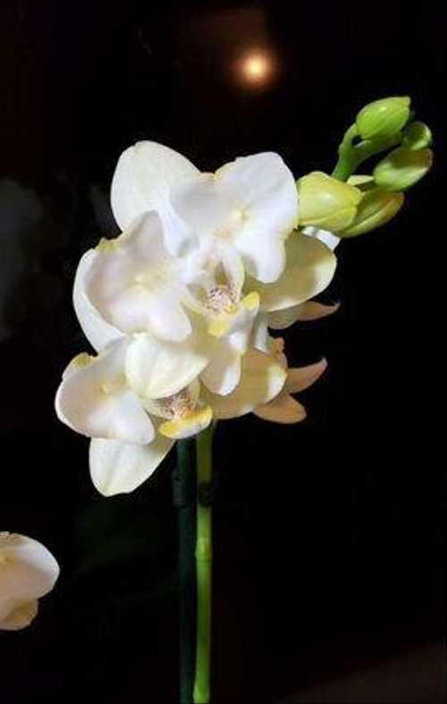 Орхидея ароматная бабочка Golden Dawn