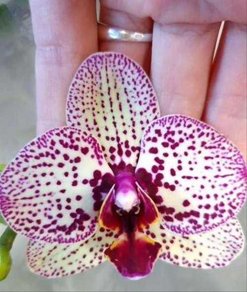 Орхидея фаленопсис Клеопатра акц 95882