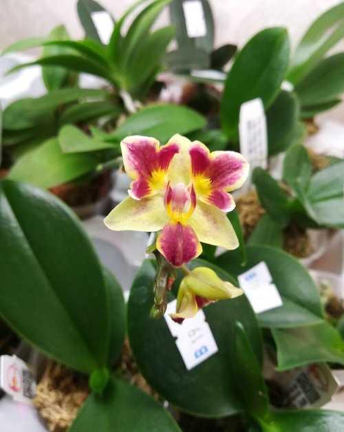 Орхидея фаленопсис бабочка и сортовые 2в1