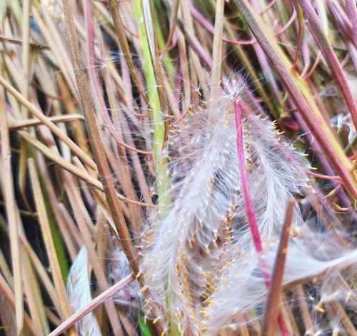Семена Кипрея Иван Чай