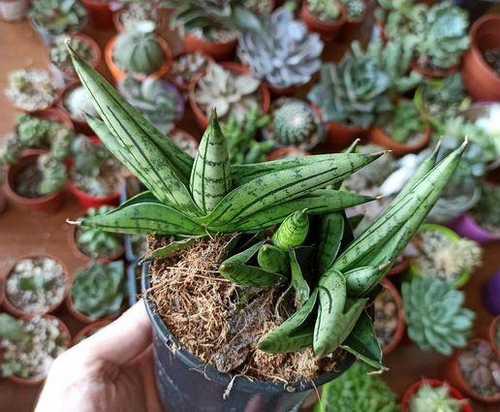 Сансевиерия Инти (Sansevieria Inti)