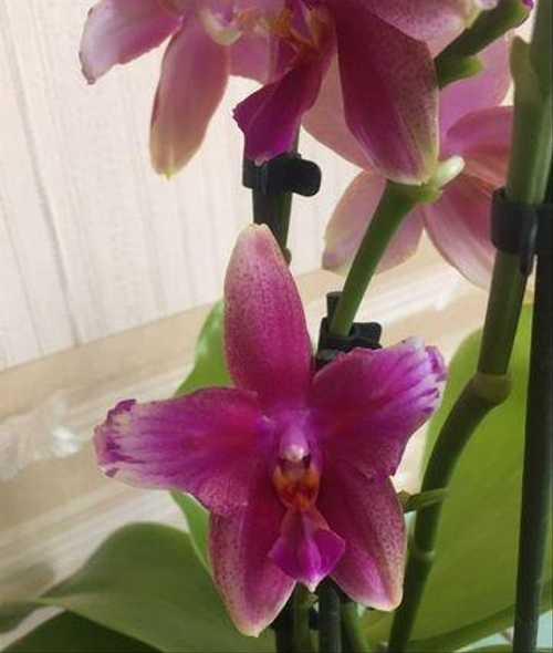Орхидея парфюмерная фабрика Лиодоро бабочка