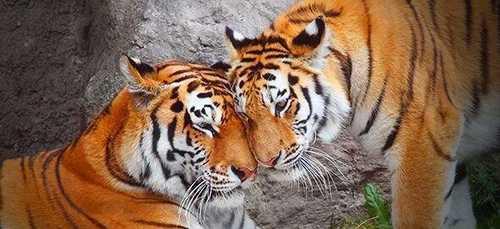 Фотообои "2738 Тигры (Холст)" 145*80