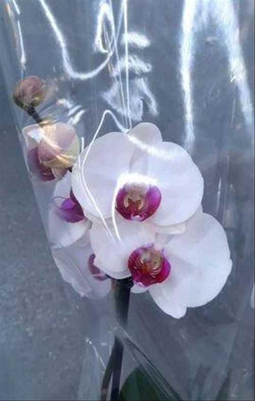 Белая с алым орхидея Фаленопсис 960255