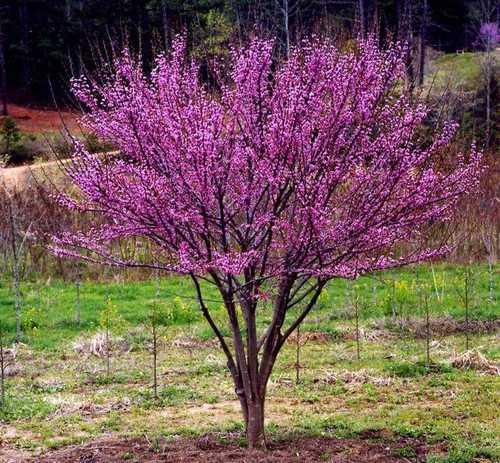 Семена Церсис канадский