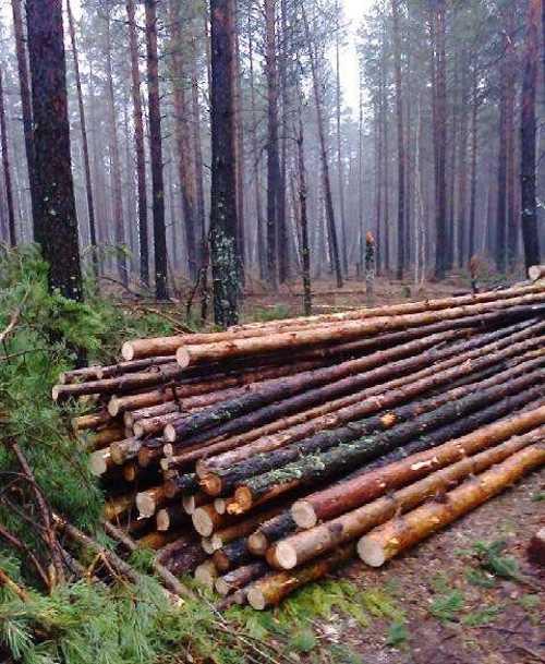 Жердь. Вырубка лесов в Пермском крае. Пермский край рубка леса. Лес кругляк лежневка. Деревянные жерди.