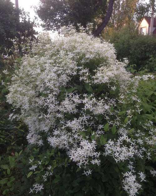 Клематис жгучий мелкоцветковый (Clematis flammula)