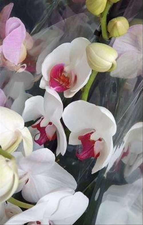 Орхидея фаленопсис 954154 букетная 3 ветви
