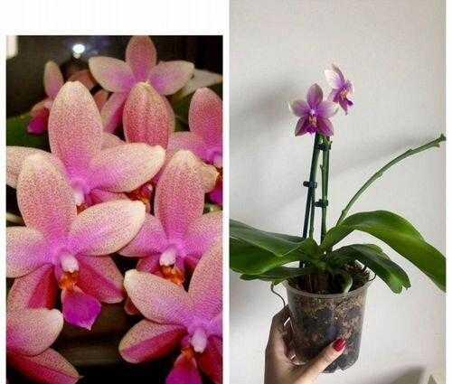 Орхидея фаленопсис liodoro