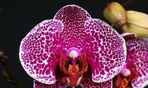Орхидея Phal. leopard prince x ever spring spot