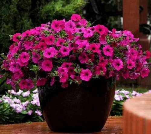 Ампельная петуния, катарантус, пеларгония