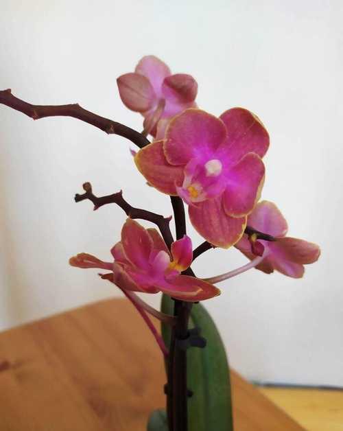 Орхидея сортовая "Дасти Бель"