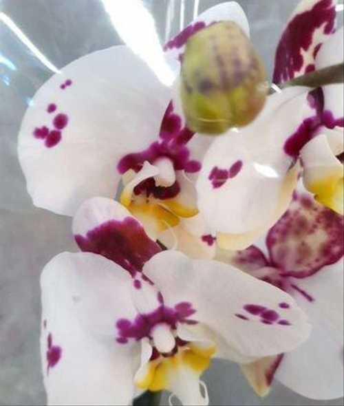 Орхидея фаленопсис полька додс акц 95694