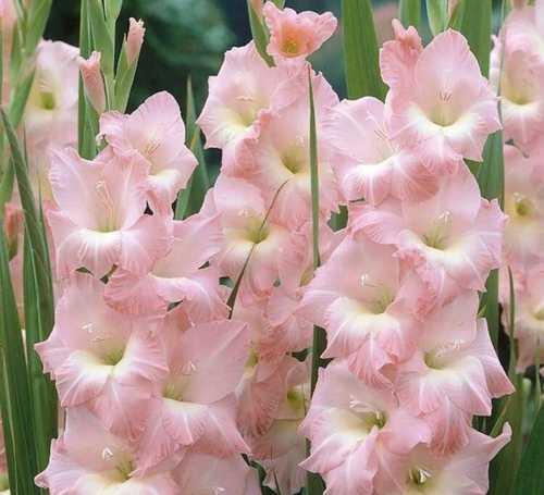 Роуз Суприм гладиолус