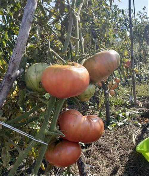 Семена коллекционных томатов