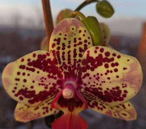 Орхидея Фронтера фаленопсис Frontera