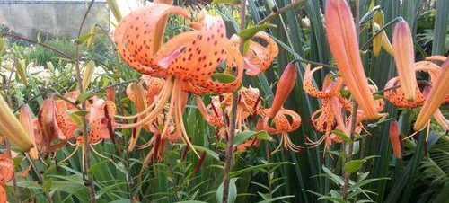 Тигровая лилия, лук Моли