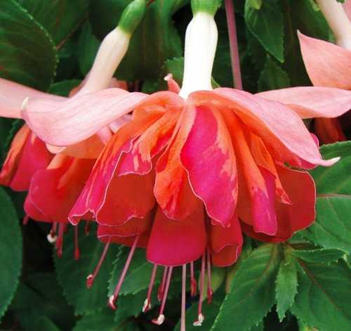 Фуксия махровая оранжевая Orange King