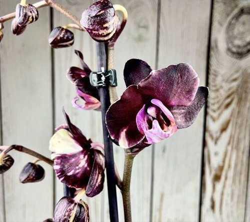 Чёрная орхидея фаленопсис