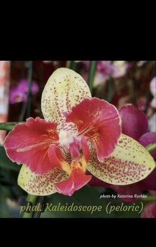 Орхидея p.Kaleidoscope