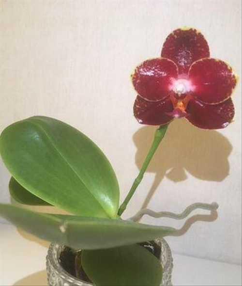 Орхидея Phal. Al Sun Hannover Red