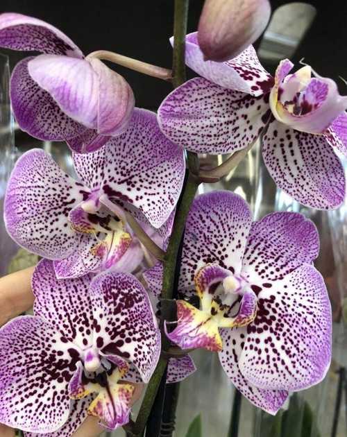 Сортовая Орхидея Андорра 2цветоноса