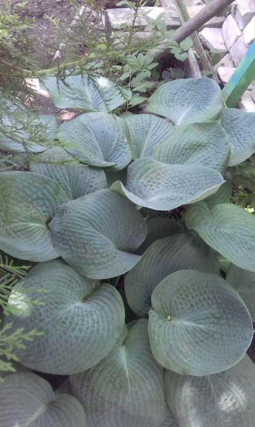 Хосты 8.видов