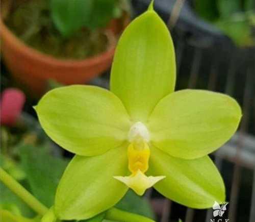 Орхидеи Азия подростки