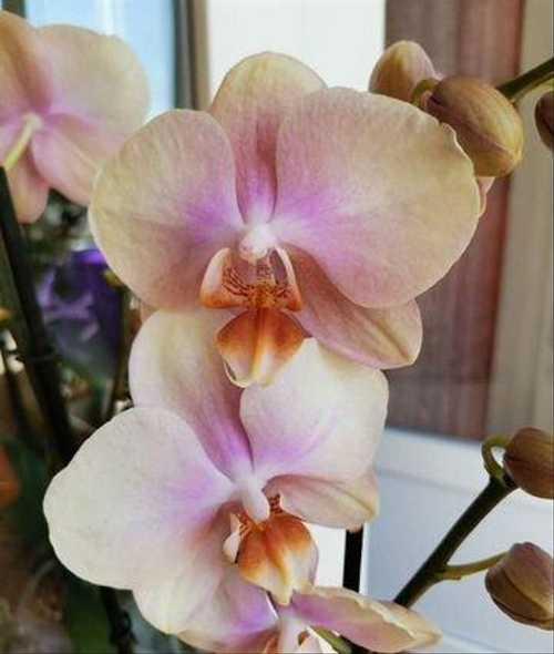 Орхидея фаленопсис Peaches 3 цв