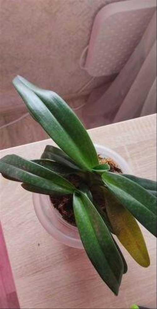 Орхидея пафиопедилум. Венерин башмачок