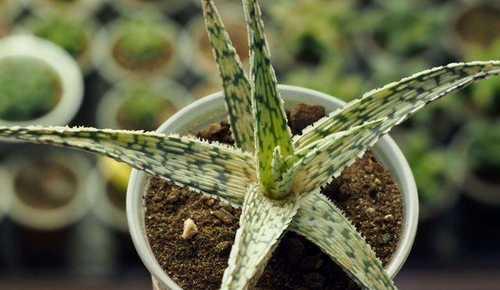Алоэ (Aloe Snow Flakes)