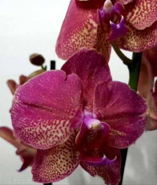 Орхидея фаленопсис Рауль ароматный