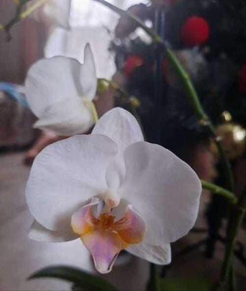 Орхидея фаленопсис дарвин