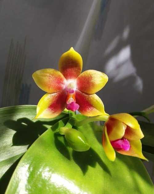 Орхидея Фаленопсис sk-924 P. Princess Kaiulani x