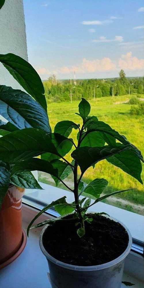 Перец Carolina Reaper