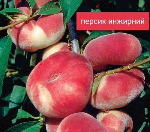 Саженцы персика