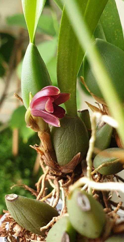 Maxillaria variabilis var. black