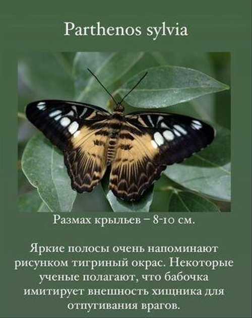 Засушенные бабочки