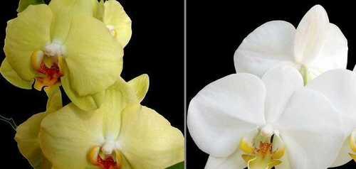 Сеянцы. Орхидея фаленопсис из фласки 2